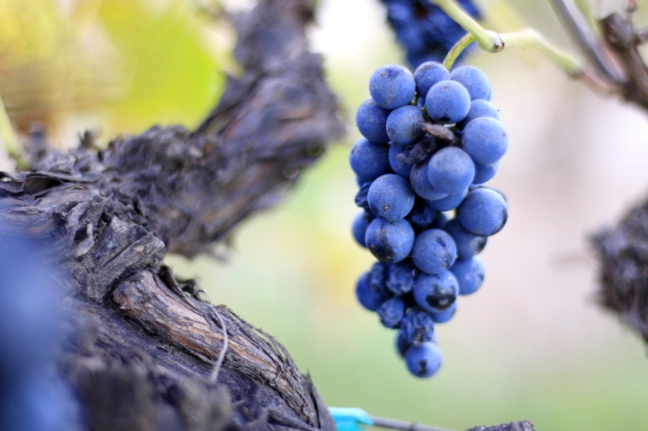 RUTA DEL VINO_Aguascalientes_2_uvas - Living And Travel