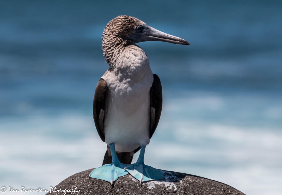 piquero-patas-azules-9524-xl - Living And Travel