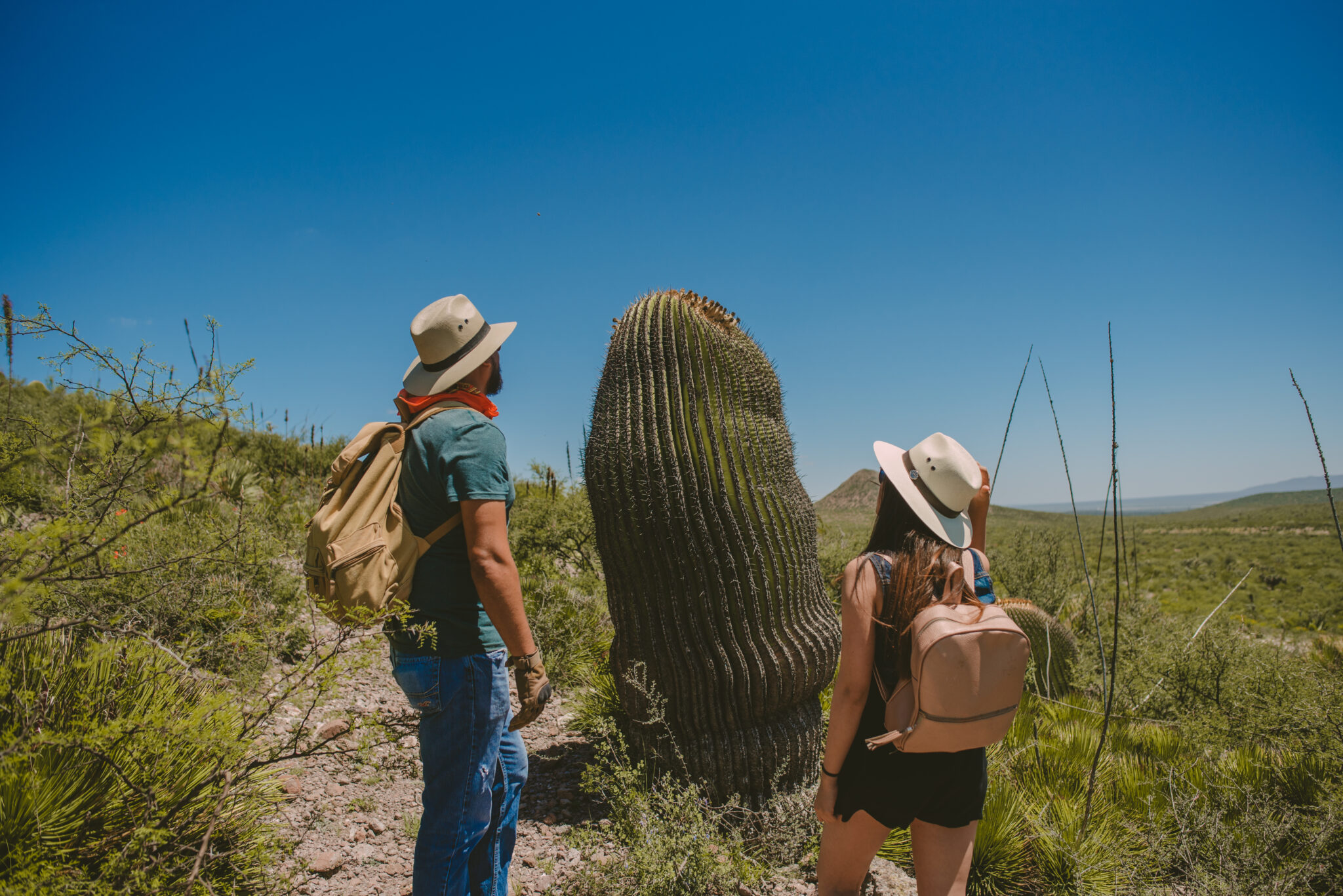 Mezcal zacatecano, descubre el tesoro de la región - Living And Travel